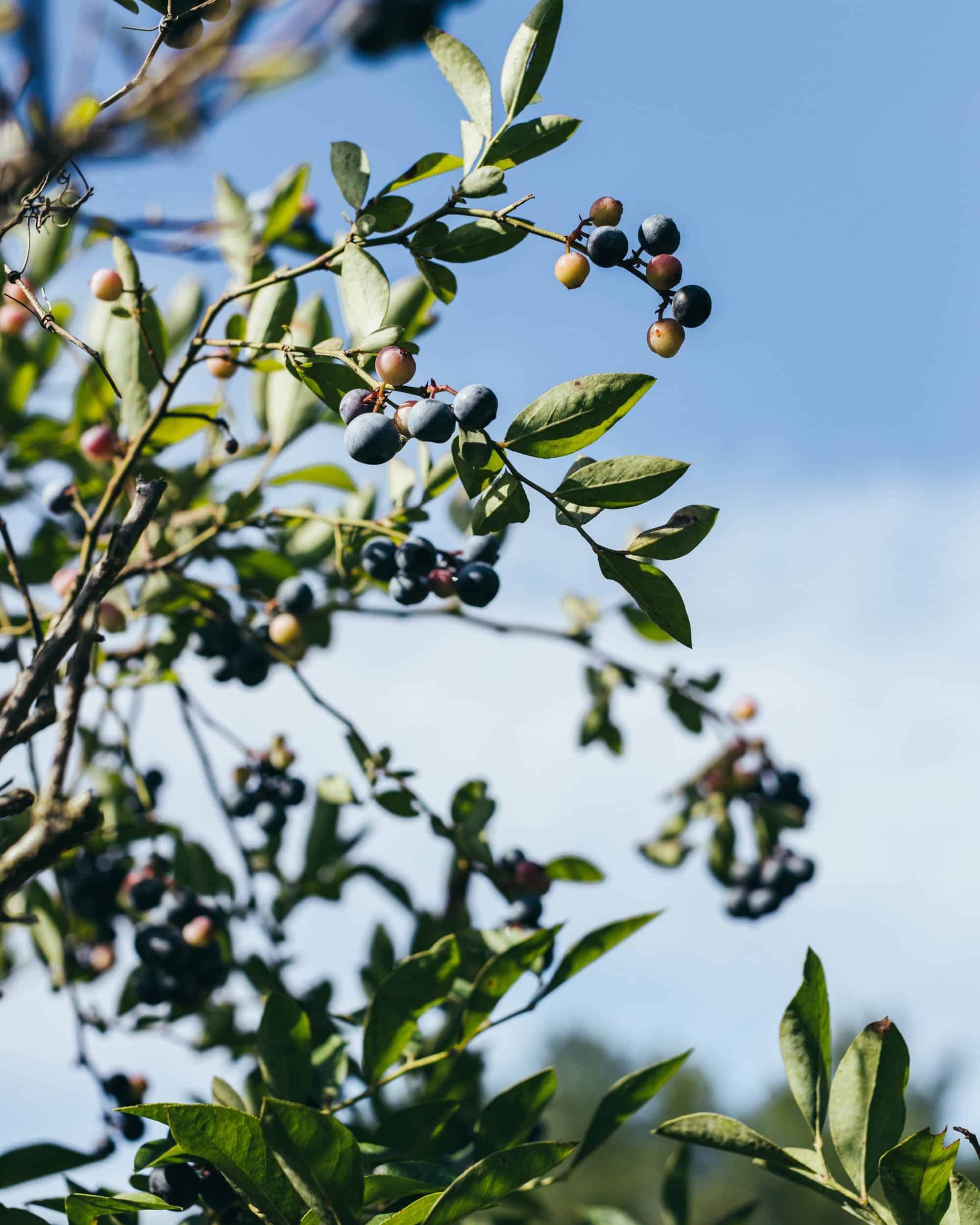 Joy the Baker - A baker, photographer, cookbook author and teacher.