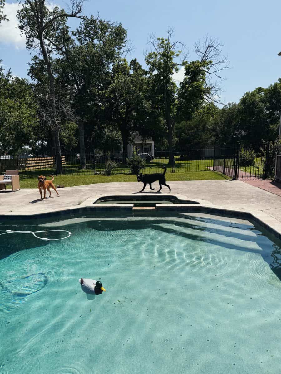 Pool Dad Diaries - Joy the Baker